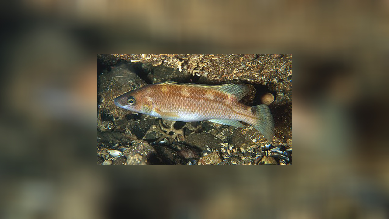 Acantholabrus palloni Scale-rayed wrasse