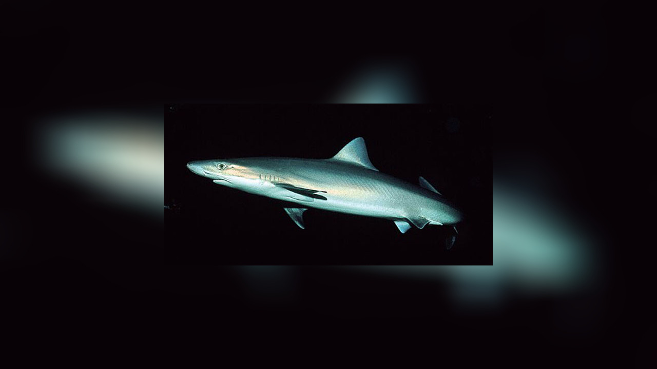 Galeorhinus galeus Tope shark