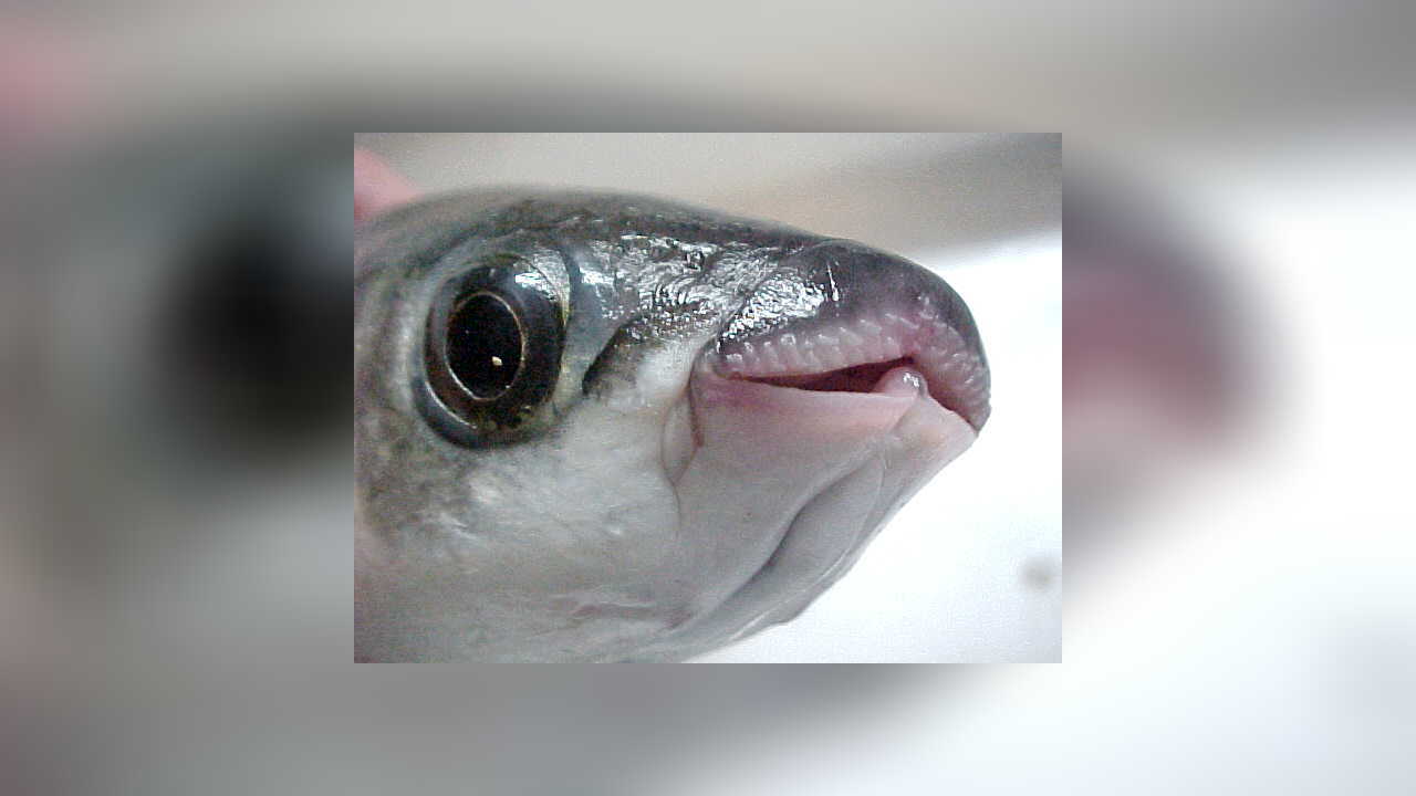 Chelon labrosus Dicklippige Meeräsche