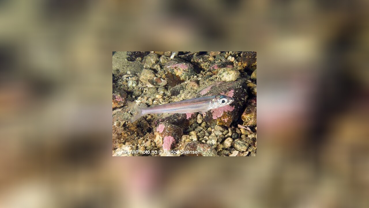 Argentina silus Greater argentine