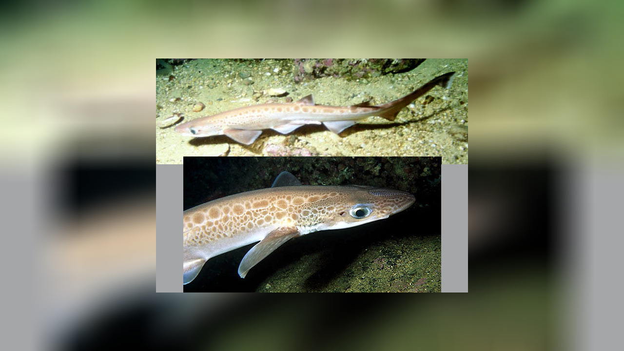 Galeus melastomus Blackmouth Catshark