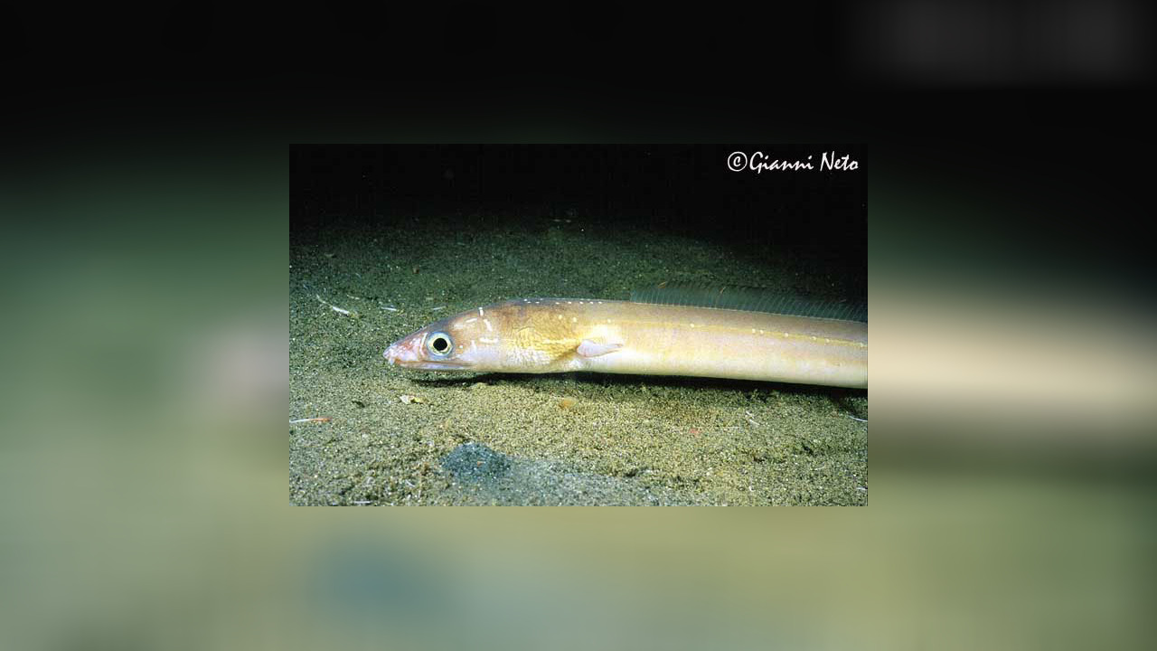 Echelus myrus Schlangenaal