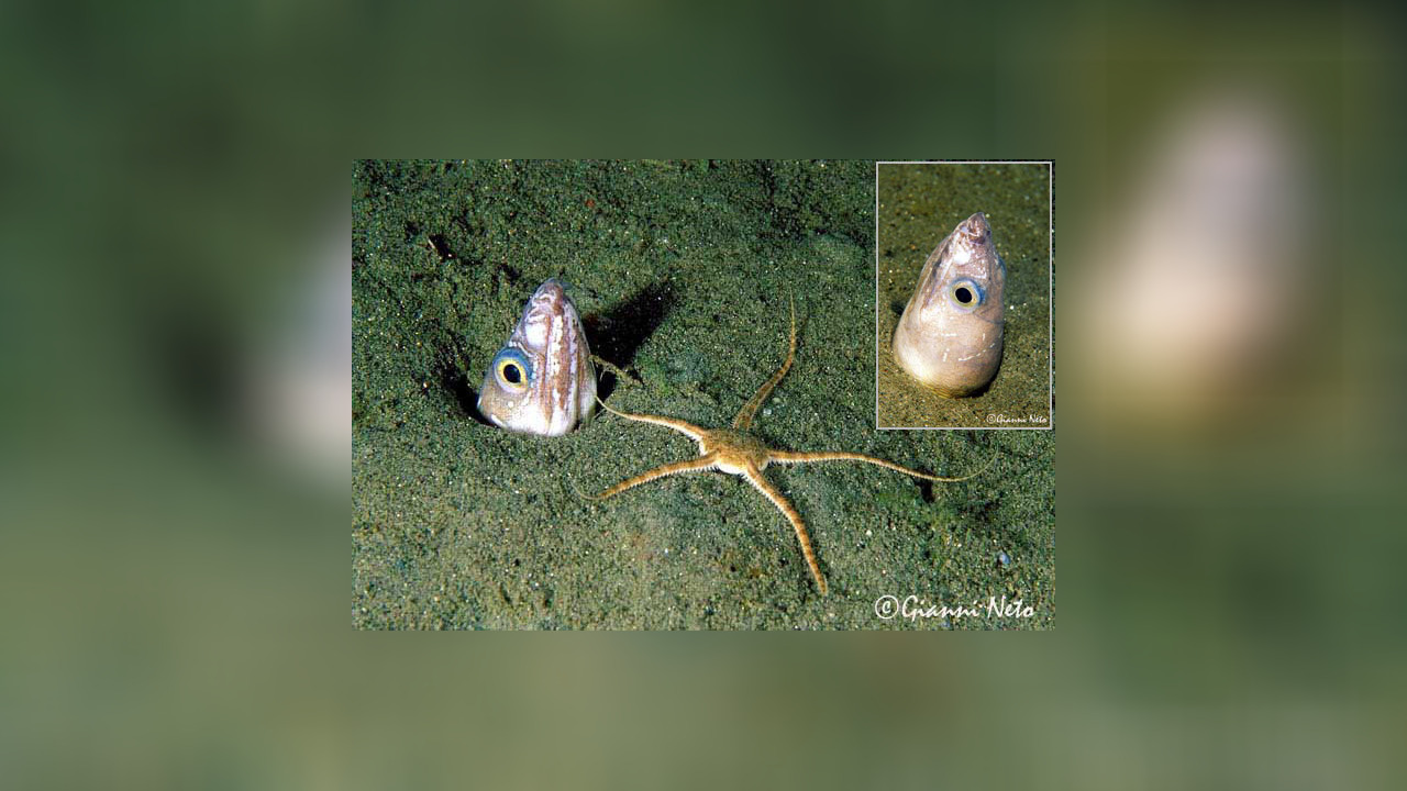 Echelus myrus Painted eel