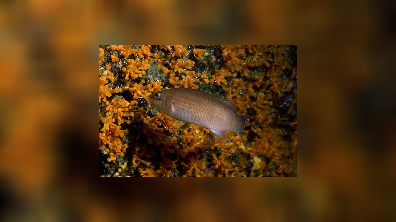 Ctenolabrus rupestris Goldsinny, Gold-sinny, Goldsinny Wrasse, Rock cook
