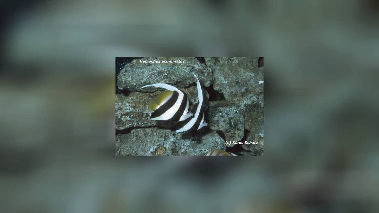 Heniochus acuminatus Rotmeer-Wimpelfisch, Gemeiner Wimpelfisch