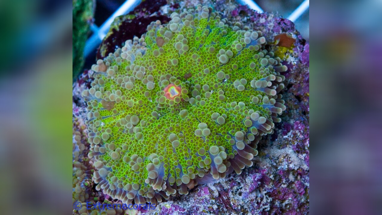 Ricordea yuma Champignon bubble, Knobby False Coral Watermelon Coral ...