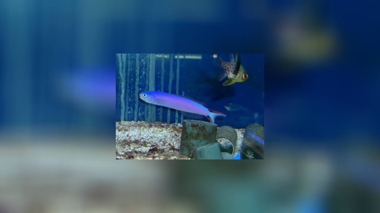 Hoplolatilus purpureus Purple sand tilefish