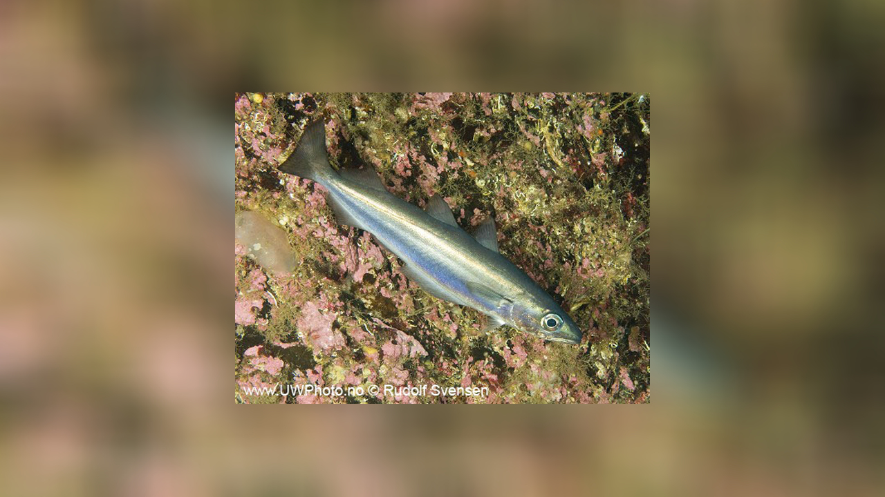 Micromesistius poutassou Blue whiting