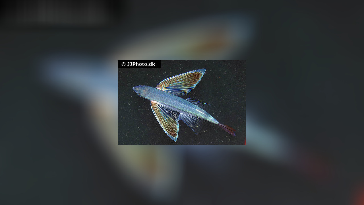 Cypselurus oligolepis Fliegender Fisch