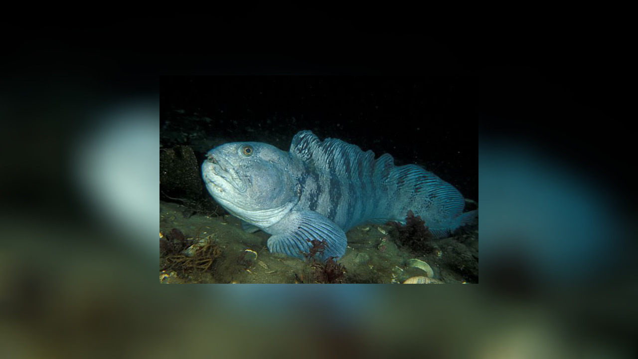 Anarhichas lupus Gestreifter Seewolf - Steinbeißer - Katfisch