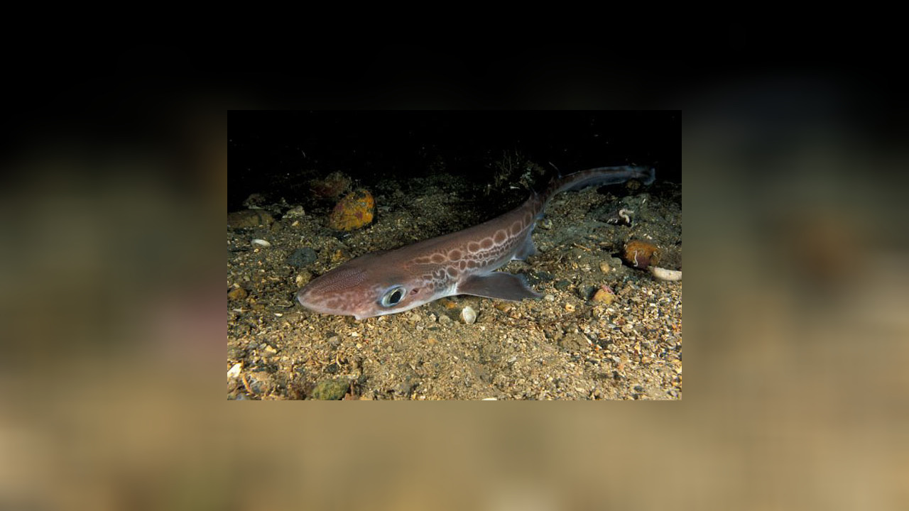 Galeus melastomus Blackmouth Catshark
