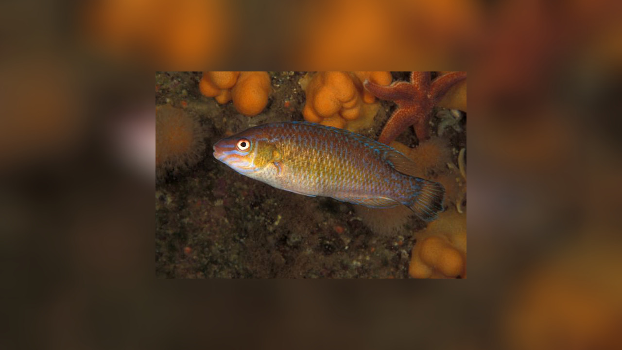 Centrolabrus exoletus Rock-cook, Rock Cook, Small-mouthed wrasse