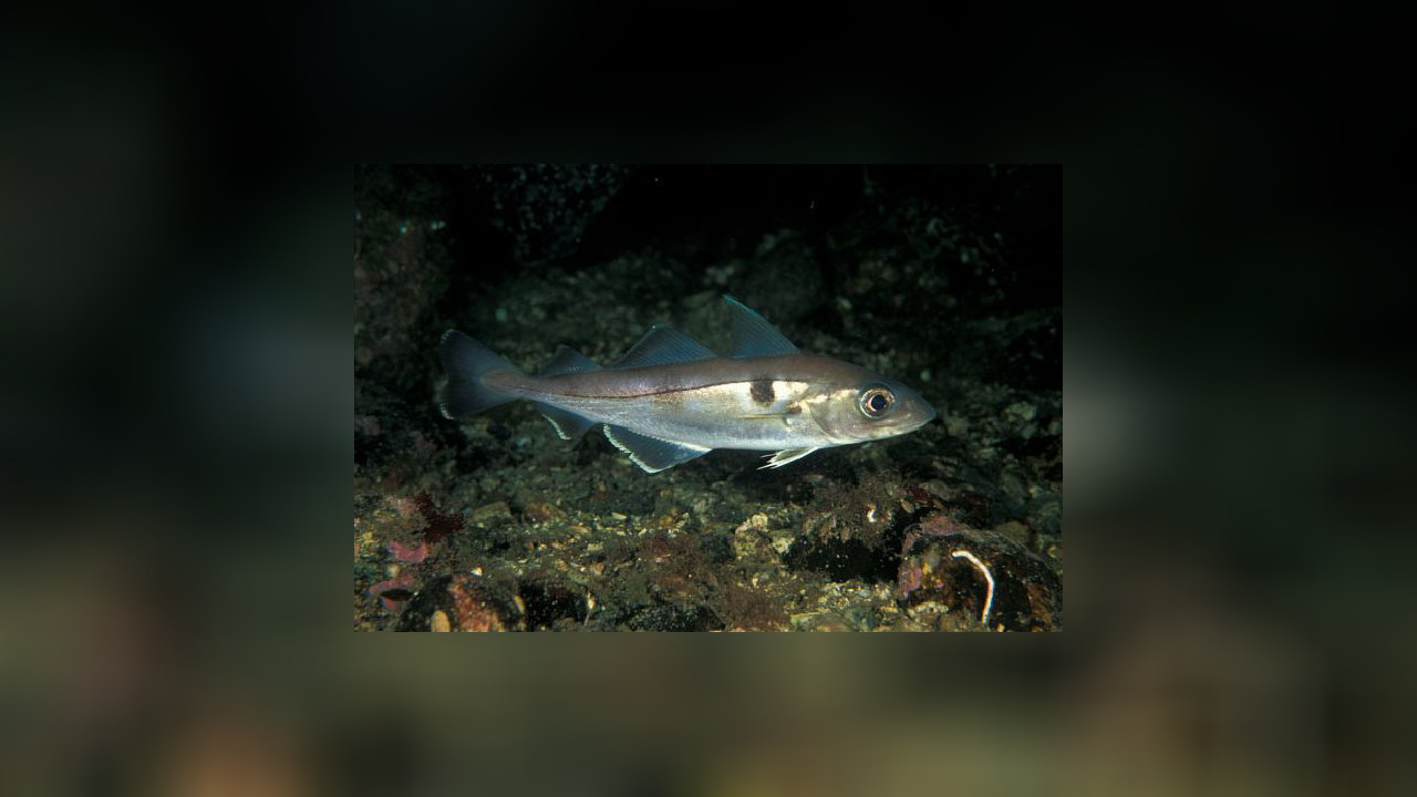 Melanogrammus aeglefinus Haddock