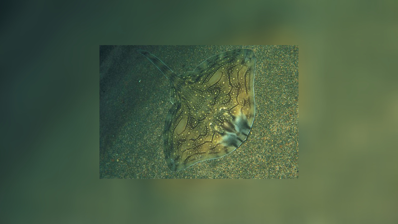 Raja undulata Undulate ray