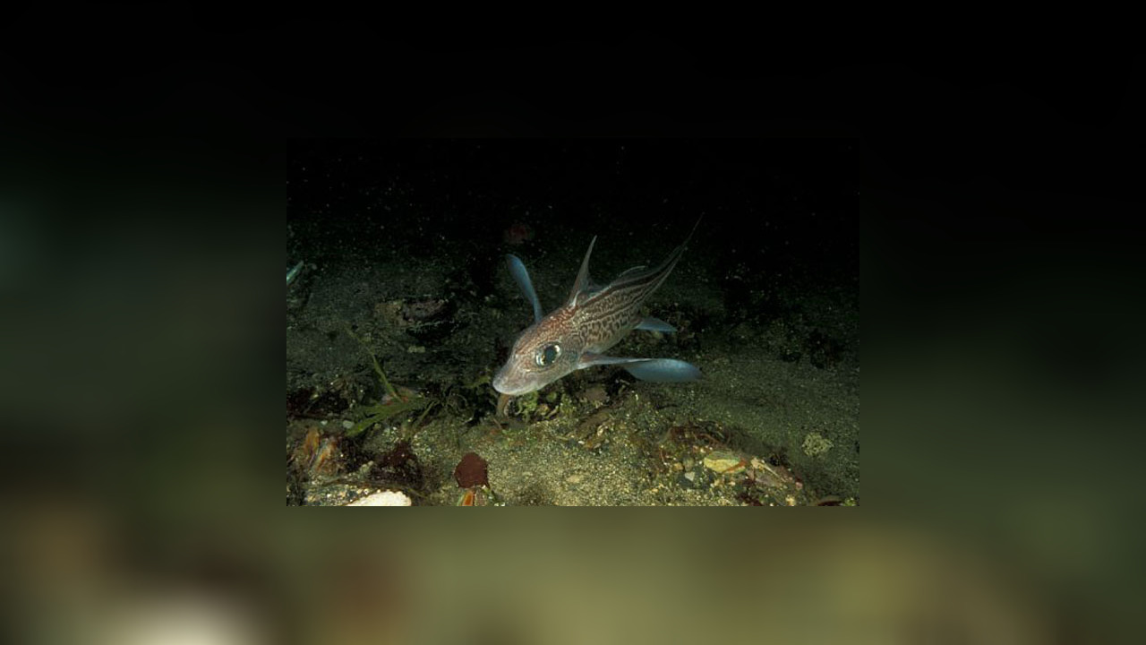 Chimaera monstrosa Rabbit fish