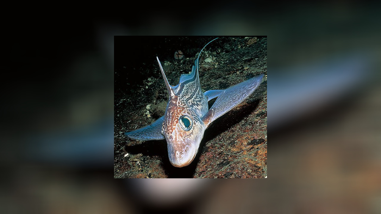 Chimaera monstrosa Rabbit fish