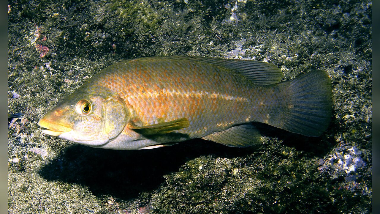 Labrus bergylta Ballan wrasse