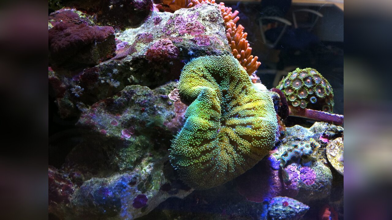 Stichodactyla sp.01 Min-Max Anemonen