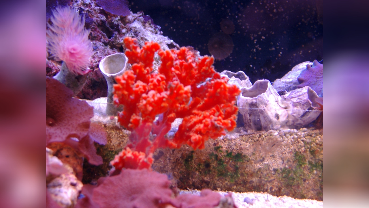 Clathria (Microciona) pennata red sponge