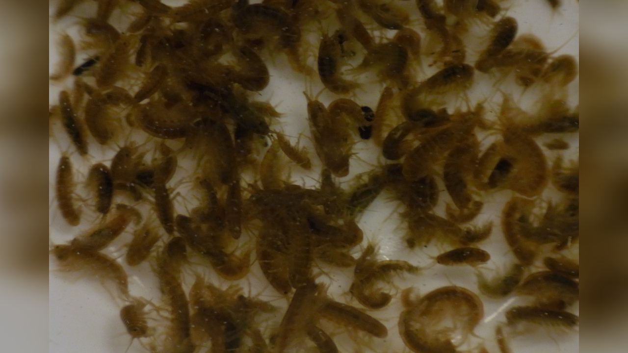 Gammarus pulex Freshwater shrimp