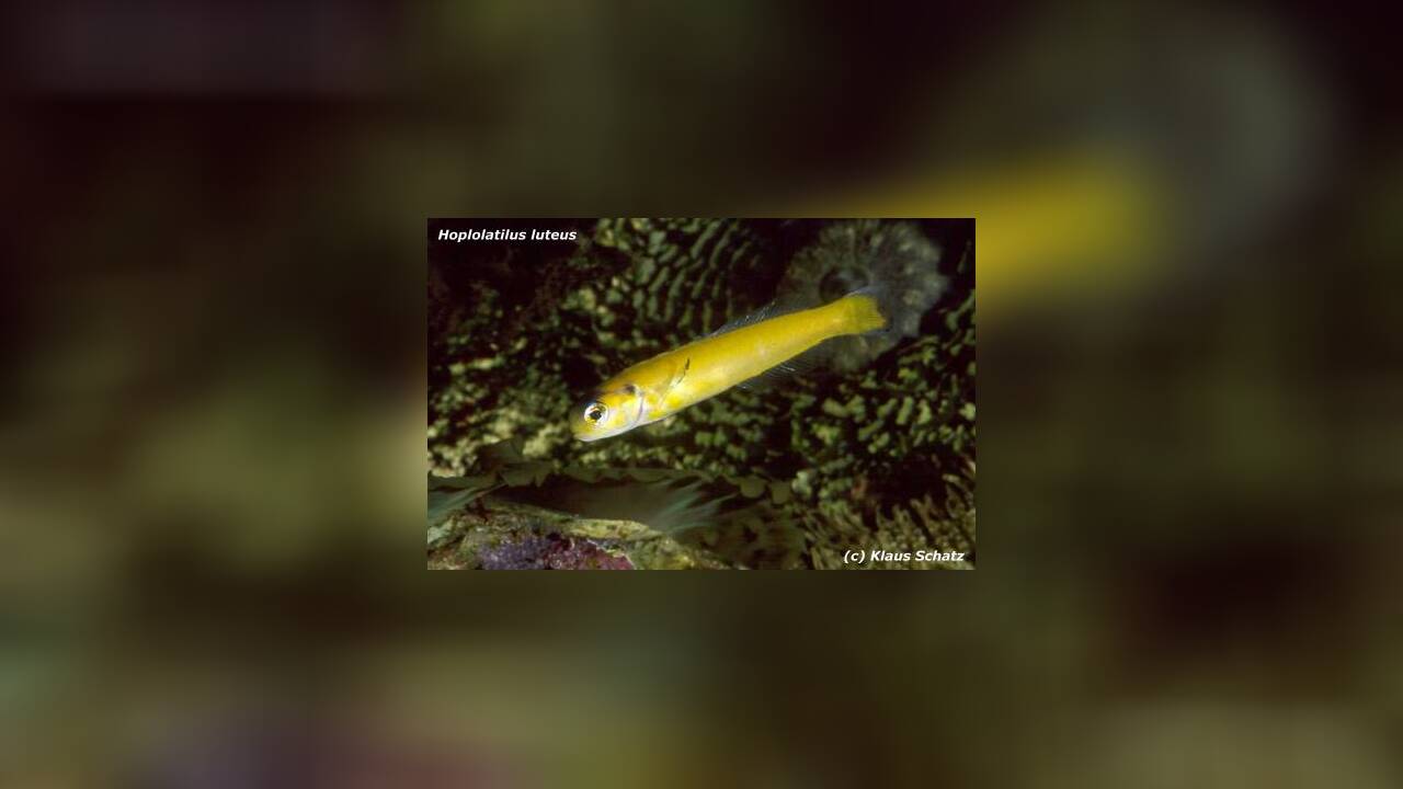 Hoplolatilus luteus Gelber Torpedobarsch