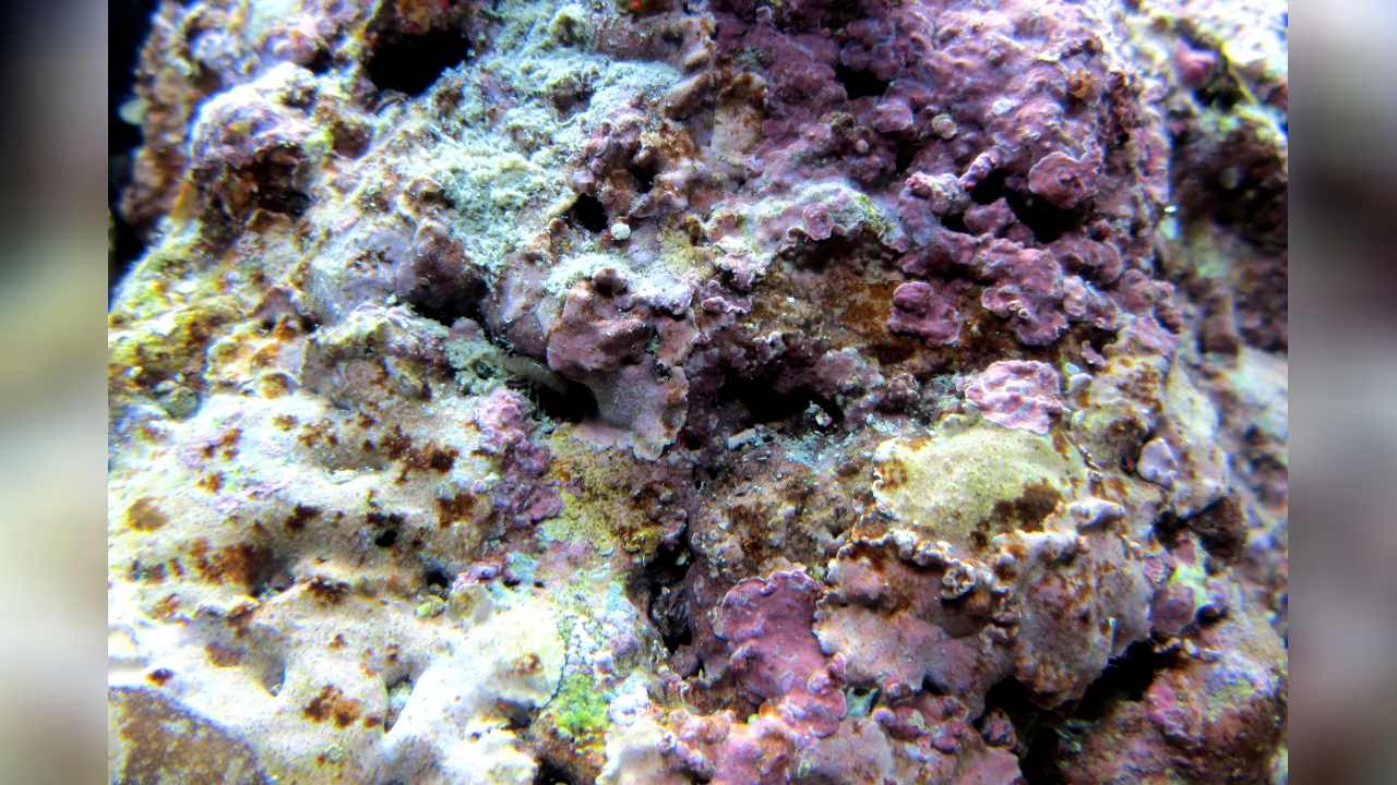 Mesophyllum lichenoides red algae corallinales
