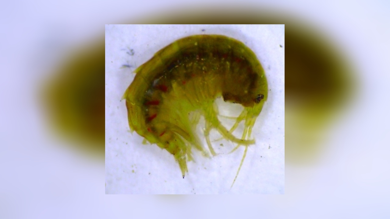Gammarus roeselii Bachflohkrebs