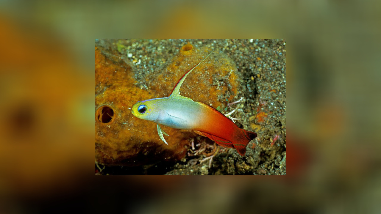 Nemateleotris magnifica Fire Dartfish, Fire Goby, Red Fire Goby, Red ...