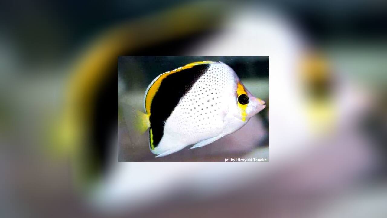 Chaetodon tinkeri Hawaiian Butterflyfish, Hawaiian Butterflyfish ...