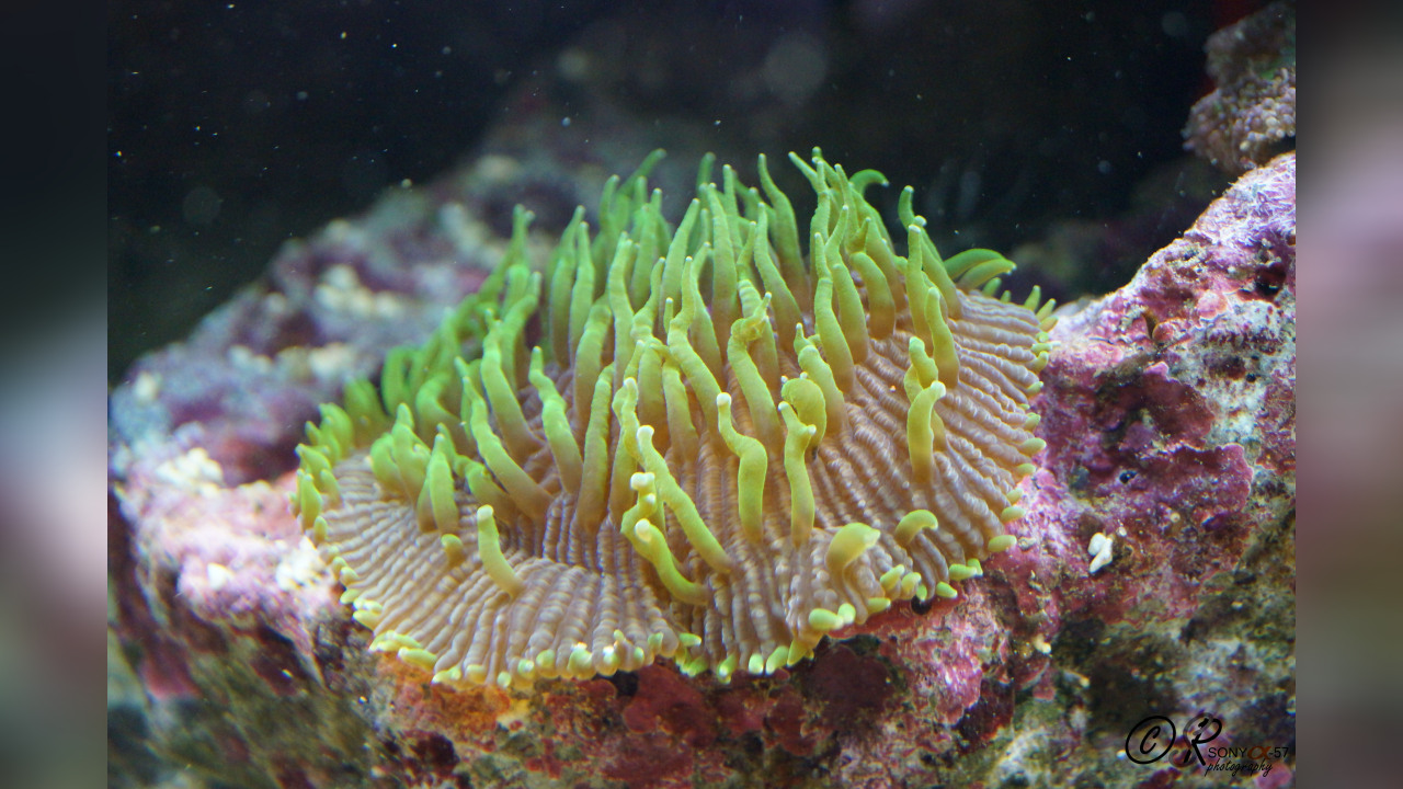 Fungia sp. 01 Plate Coral
