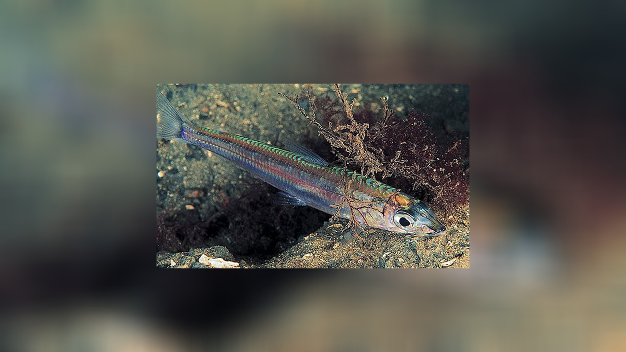 Argentina sphyraena Argentine