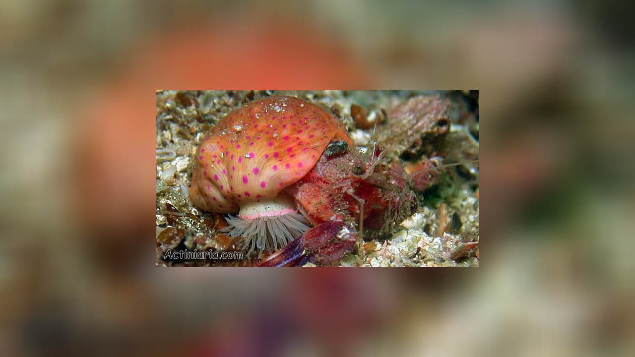 Adamsia palliata Cloak anemone