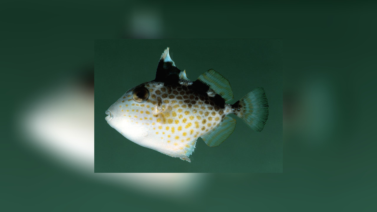 Abalistes stellaris Drückerfisch