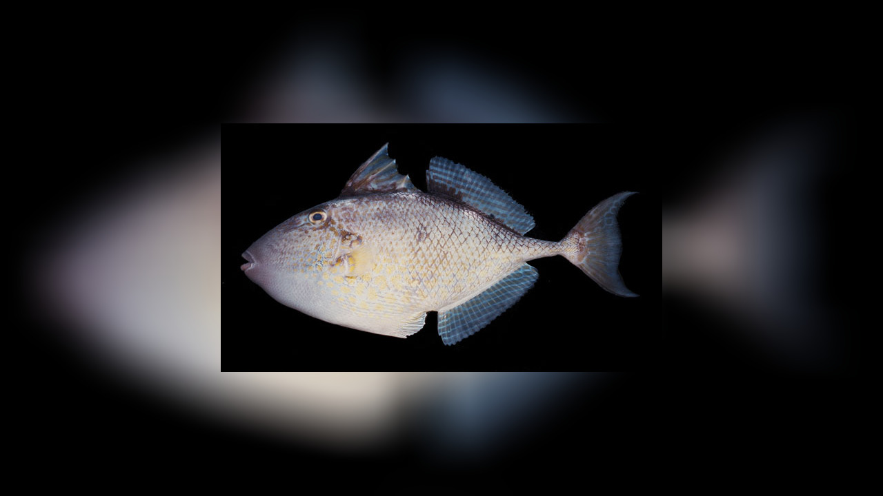 Abalistes stellaris Starry triggerfish