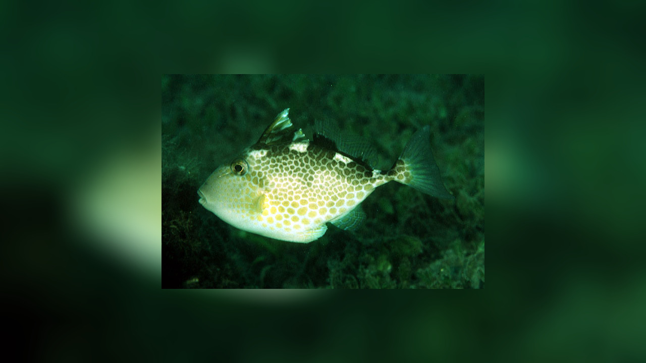 Abalistes stellaris Starry triggerfish