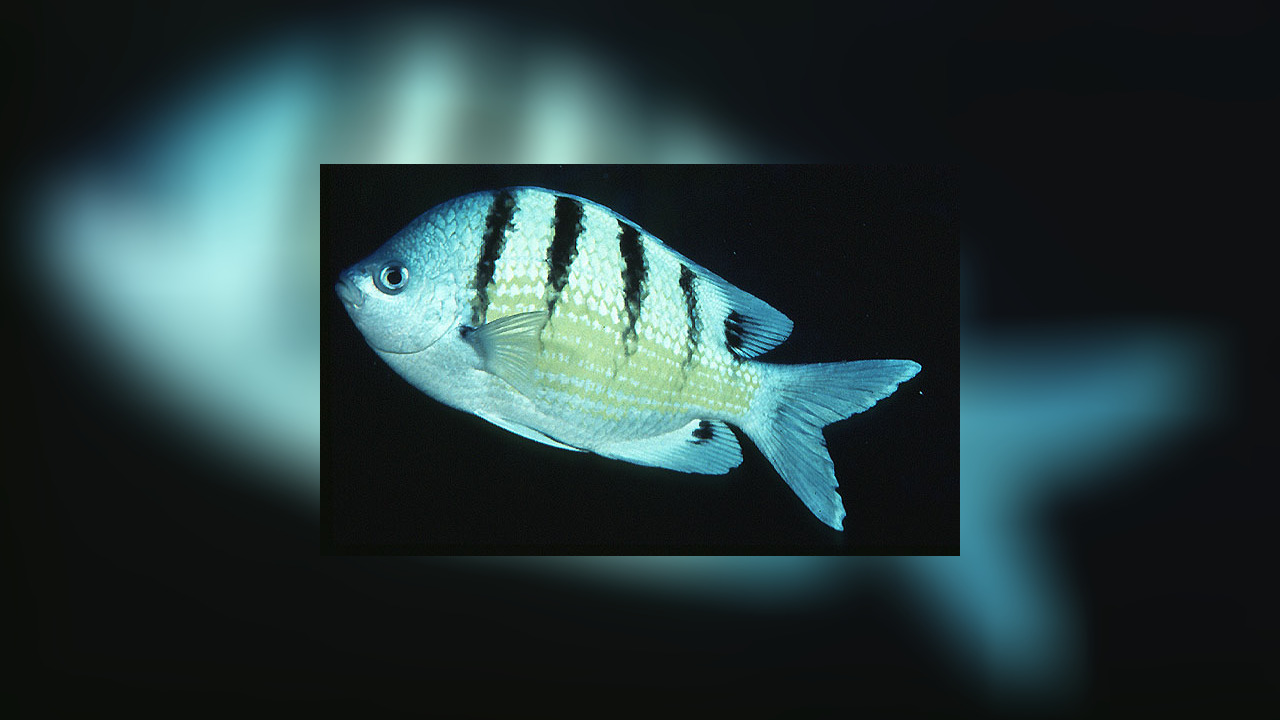 Abudefduf abdominalis Green damselfish