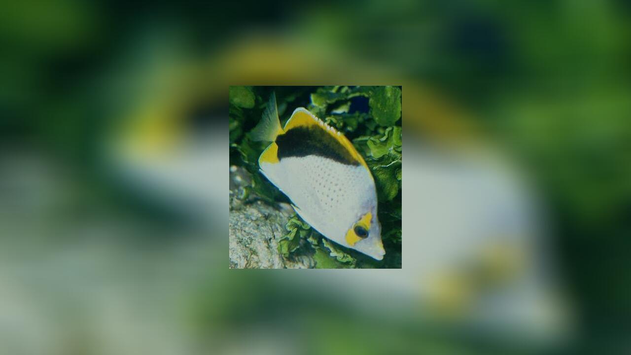 Chaetodon declivis Marquesan Butterflyfish, Marquesas Butterflyfish ...