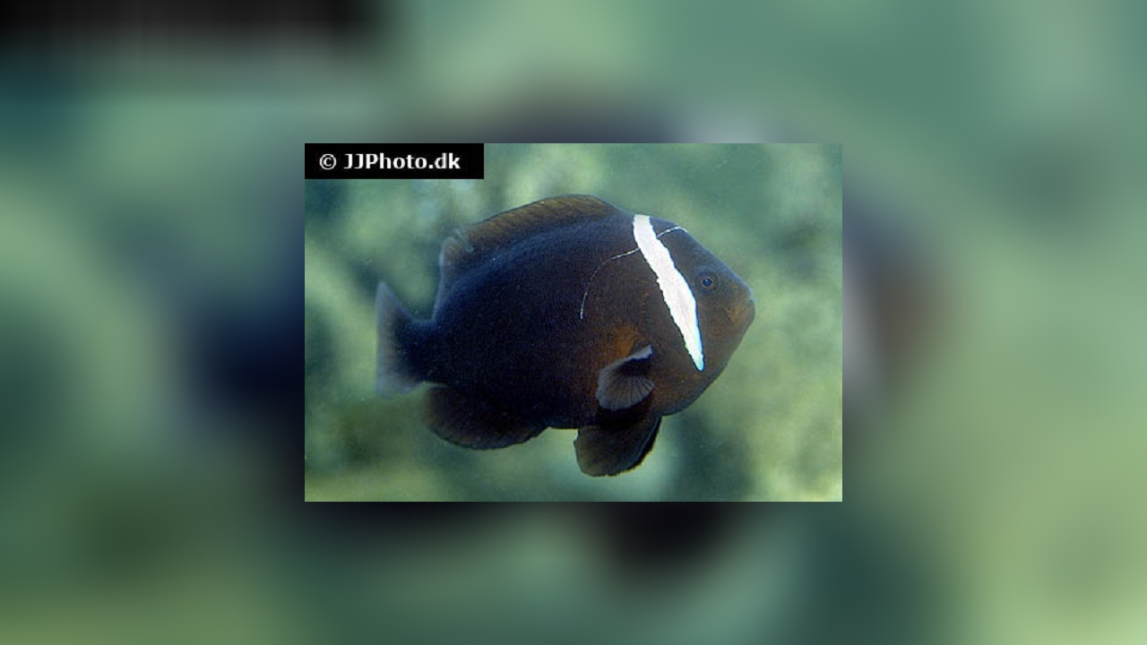 Amphiprion melanopus Black Anemonefish, Chocolate clown, Dusky ...