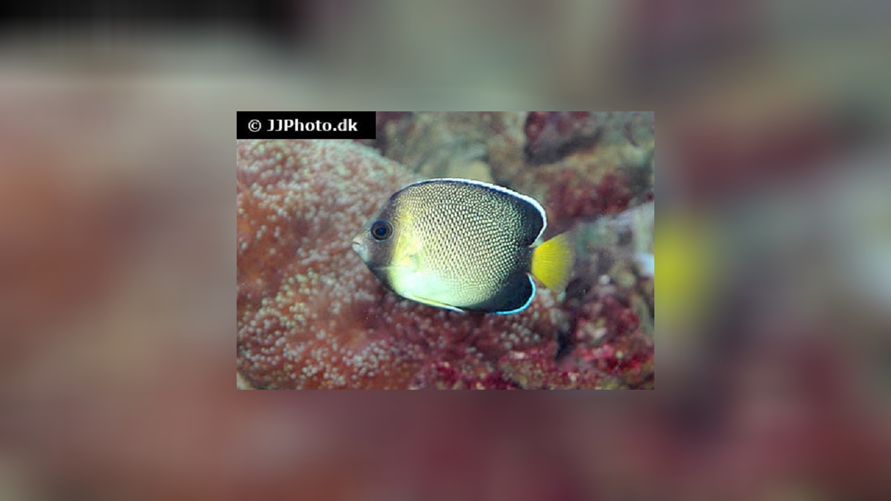 Apolemichthys xanthurus Indian Yellowtail Angelfish, Yellowtail Angelfish