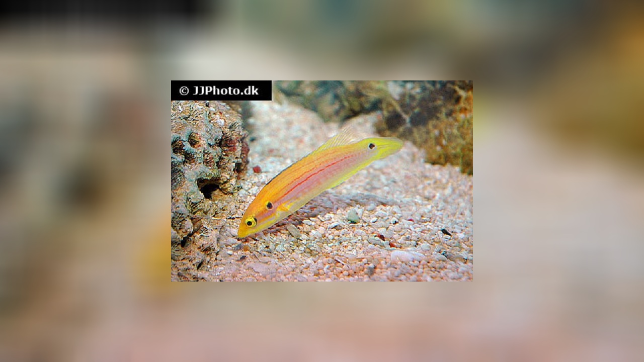 Bodianus bimaculatus Candy hogfish, Twospot hogfish, Two-spot slender ...