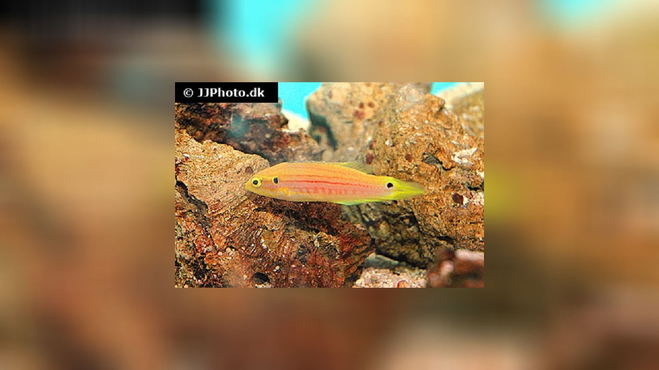 Bodianus bimaculatus Candy hogfish, Twospot hogfish, Two-spot slender hogfish, Two-spotted ...