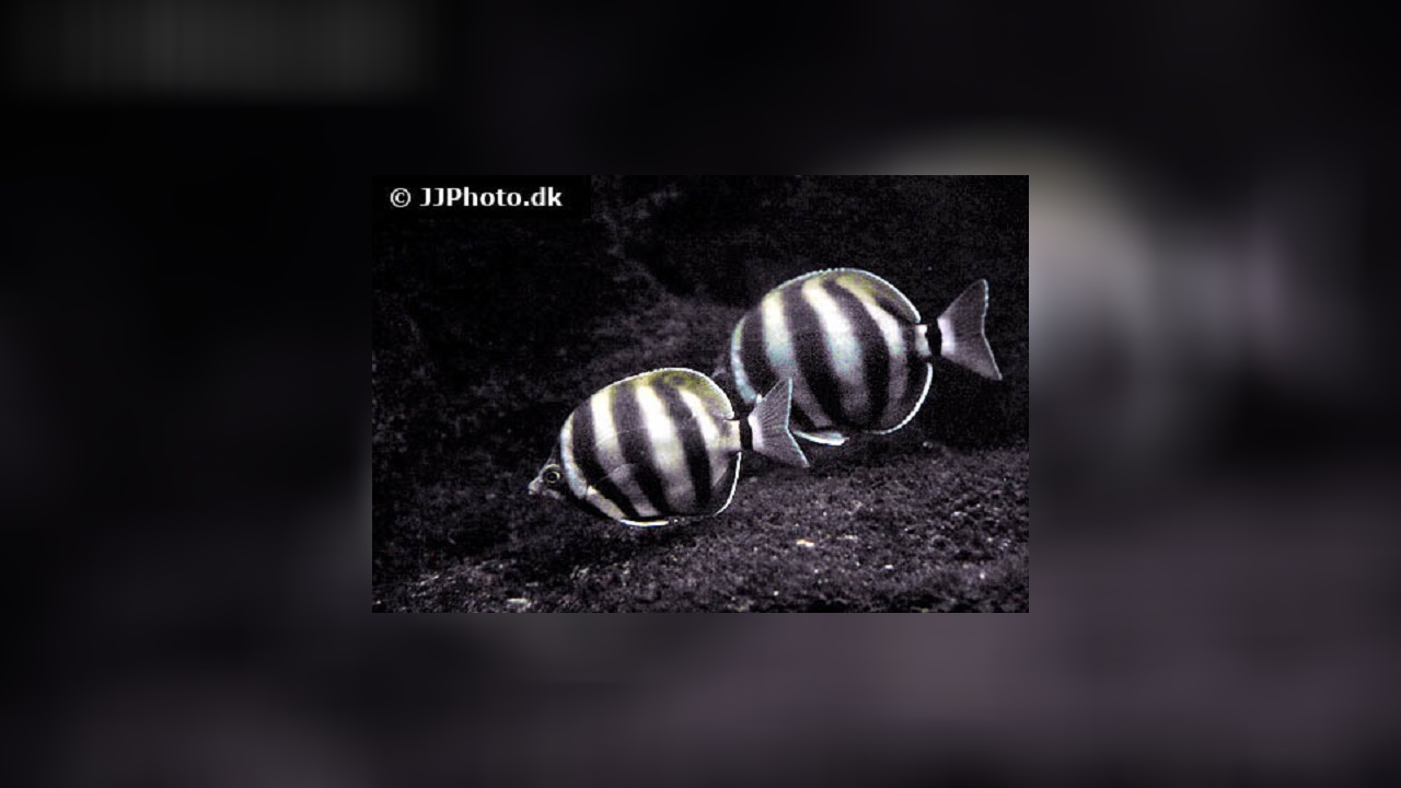 Tilodon sexfasciatus Moonlighter