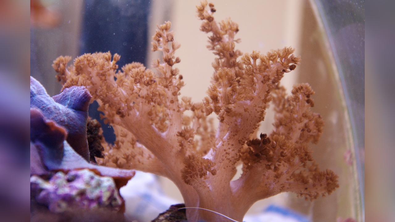 Klyxum simplex Soft coral