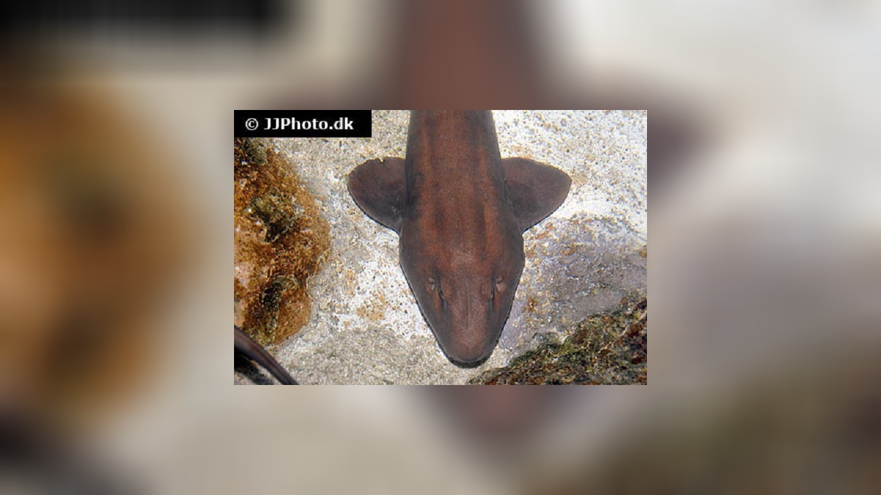 Chiloscyllium griseum Grauer Bambushai