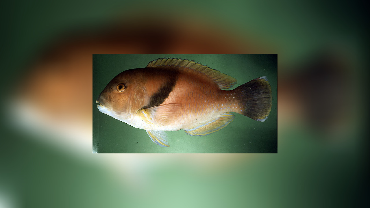 Choerodon azurio Scarbreast Tuskfin