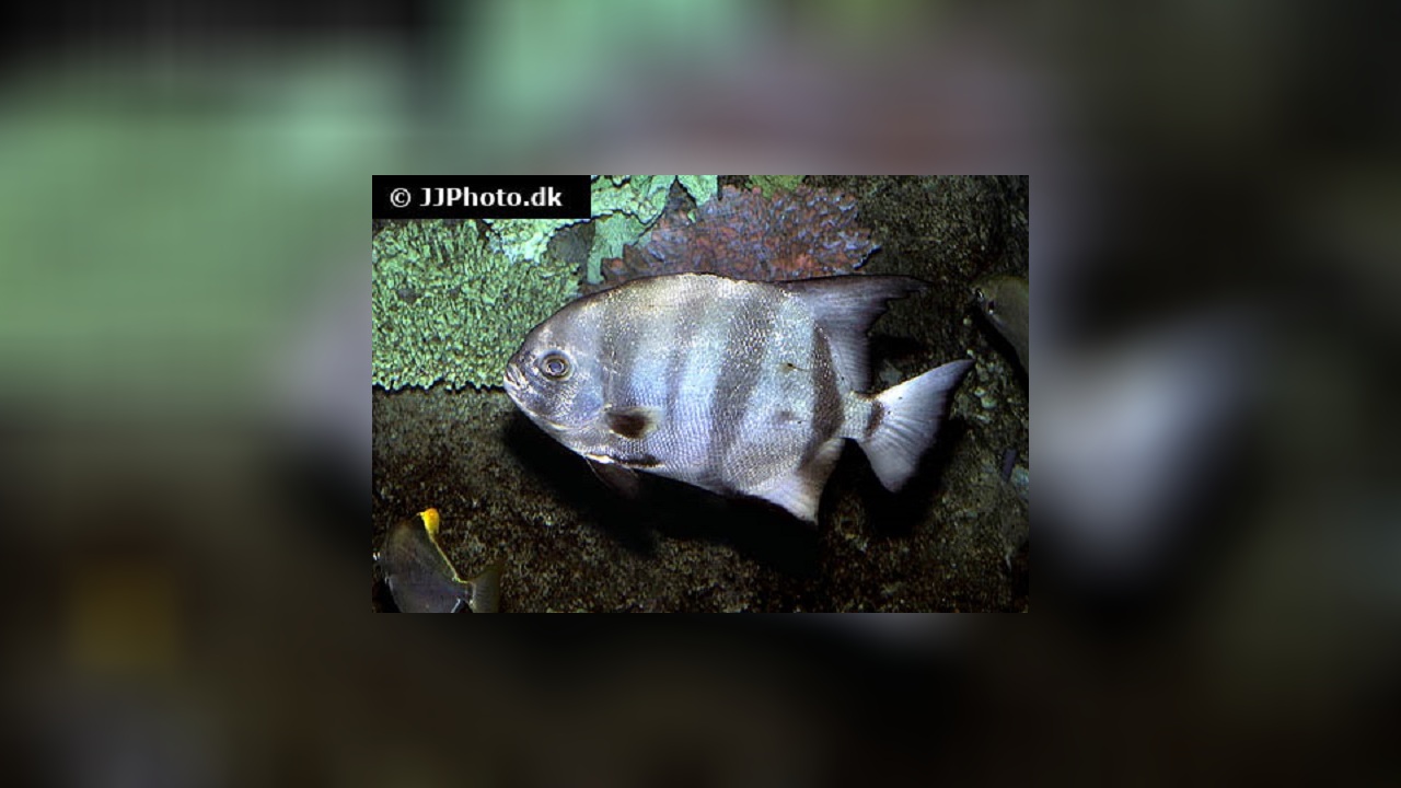 Chaetodipterus faber Atlantic spadefish