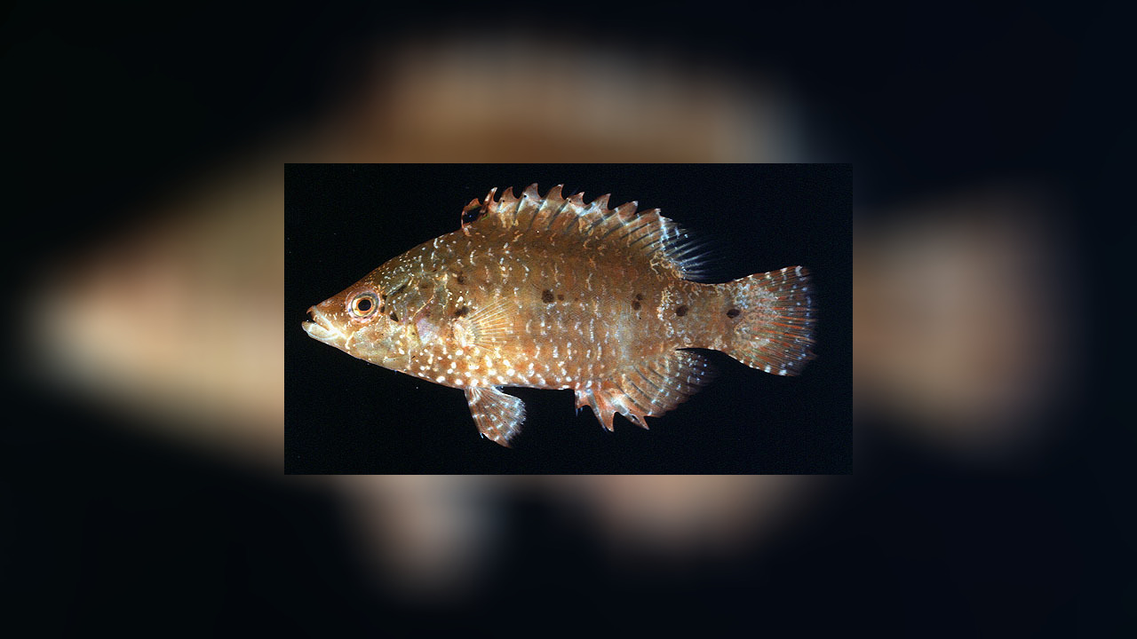 Cheilinus oxycephalus Spitzkopf-Prachtlippfisch