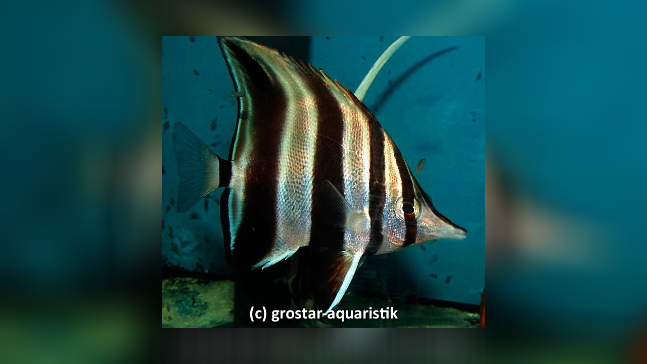 Chelmonops truncatus Coralfish, Eastern Talma, Talma, Truncate ...