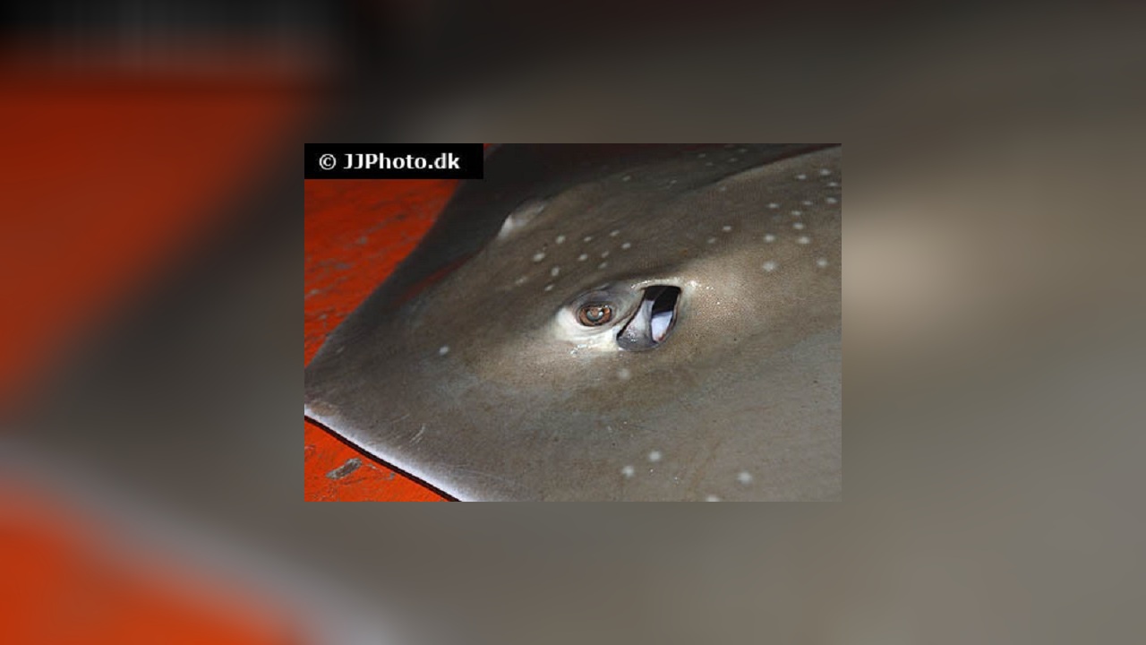 Himantura gerrardi Sharpnose stingray