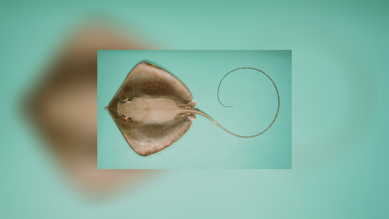 Himantura gerrardi Sharpnose stingray